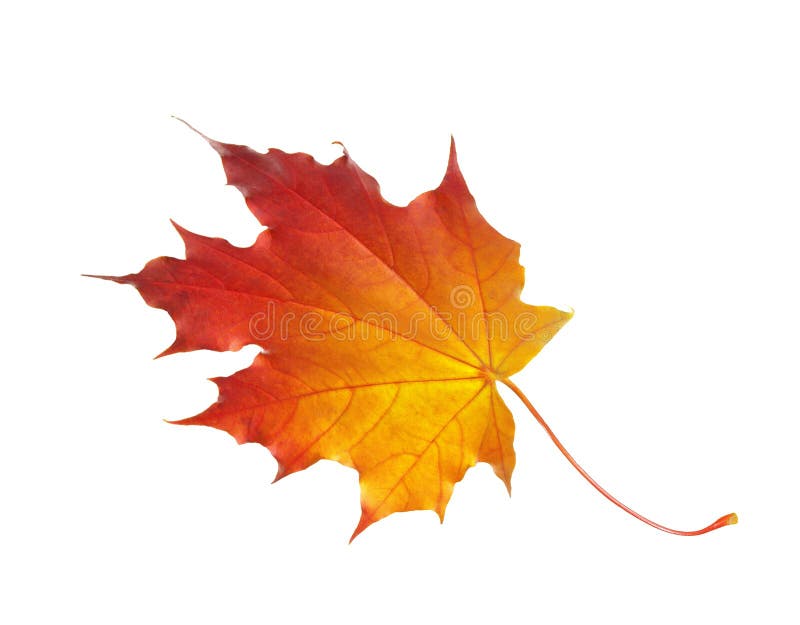 Fall Leaves on White stock photo. Image of autumn, closeup - 7259128