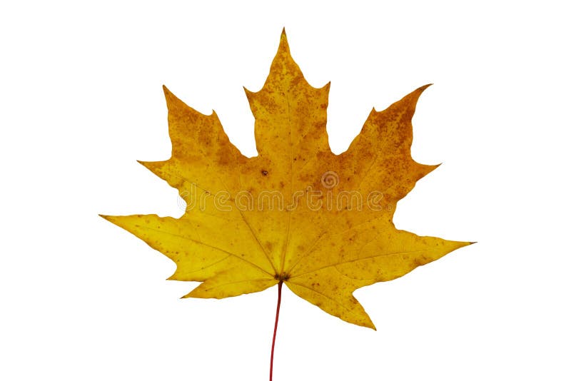 Autumn Maple Leaf Isolated on White Background Stock Image - Image of ...