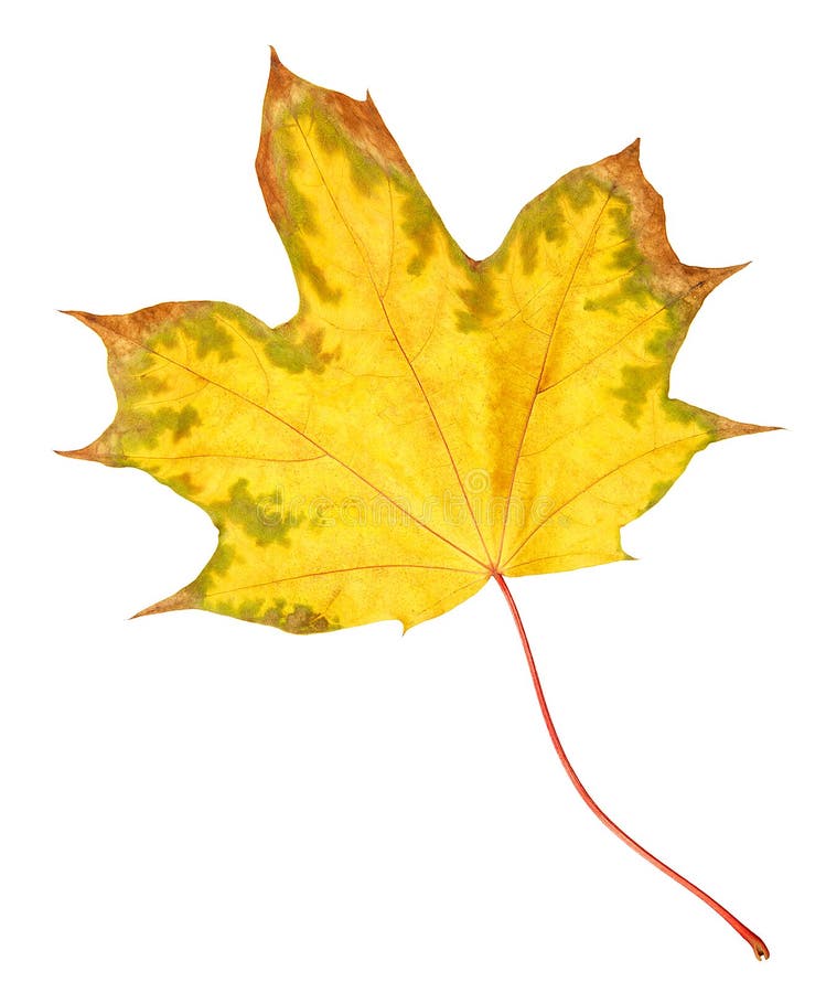 Autumn Maple Leaf Isolated on White Background. Stock Photo - Image of ...