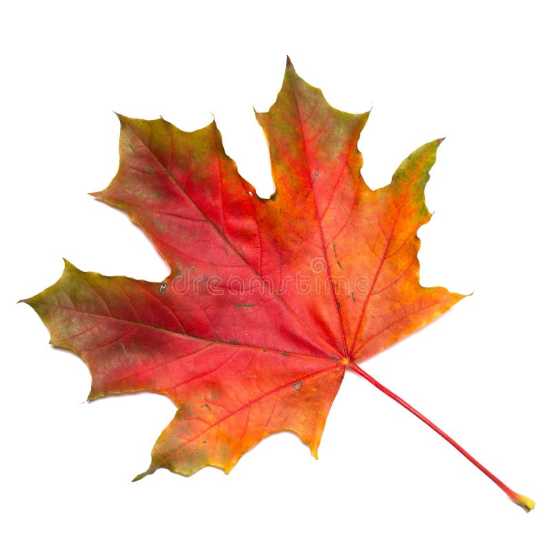 Autumn Maple Leaf Isolated on a White Background Stock Photo - Image of ...
