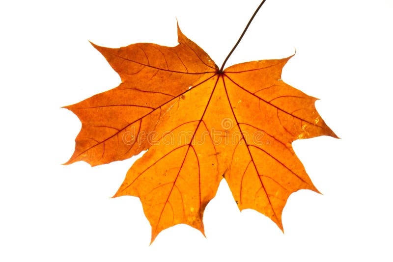 Autumn Maple Leaf Isolated on White Background Stock Image - Image of ...