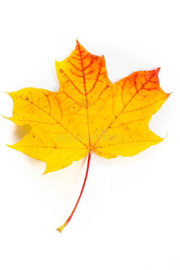 Single Maple Leaf Changing Fall Color 2 Stock Image - Image of green ...