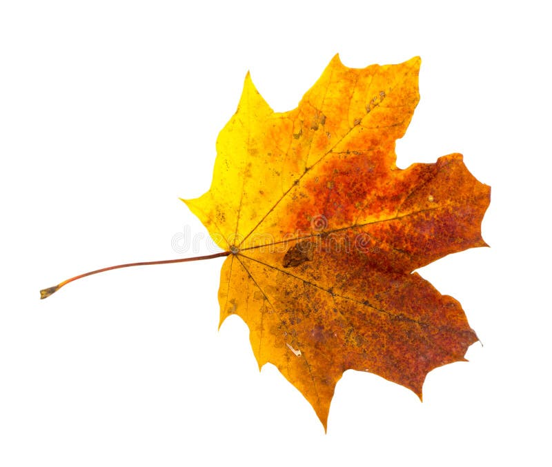 Autumn Maple Leaf Isolated on White Background. Stock Photo - Image of ...