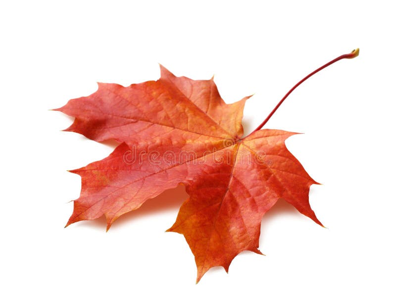 Autumn Maple Leaf Isolated on White Background with Shadows, Clipping ...