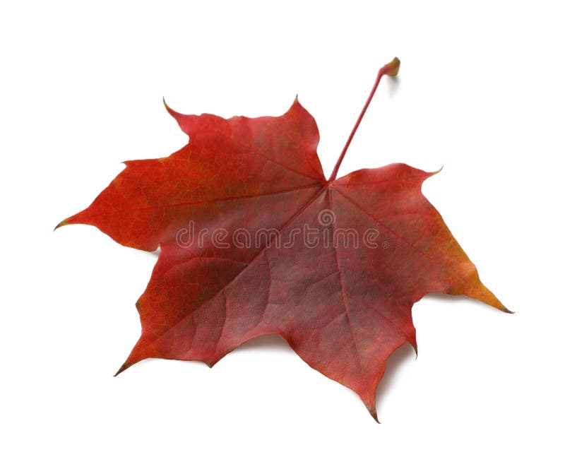 Autumn Maple Leaf Isolated on White Background with Shadows, Clipping ...