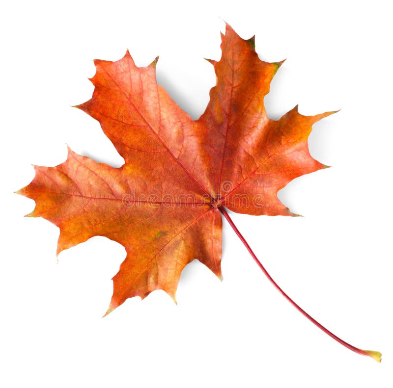 Autumn Maple Leaf Isolated on White Background with Shadows, Clipping ...