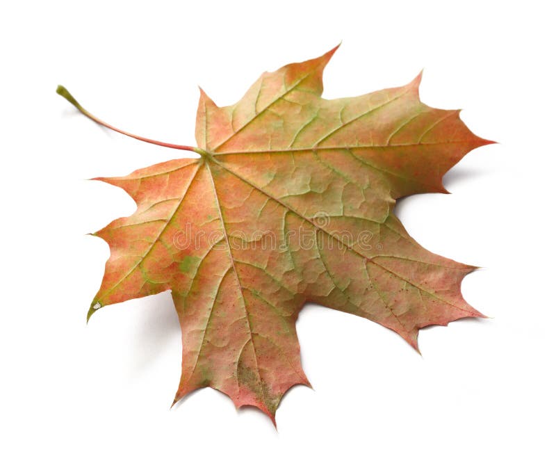 Autumn Maple Leaf Isolated on White Background with Shadows, Clipping ...