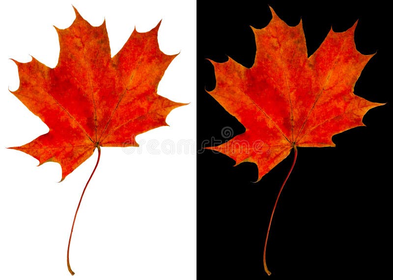 Autumn Maple Leaf Isolated on White and Black Backgrounds. Carmine Red ...
