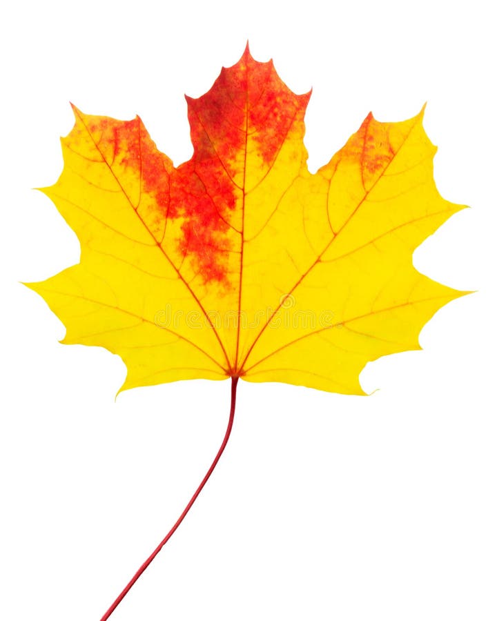Autumn Maple Leaf Isolated on White. Maple Leaves Stock Photo - Image ...