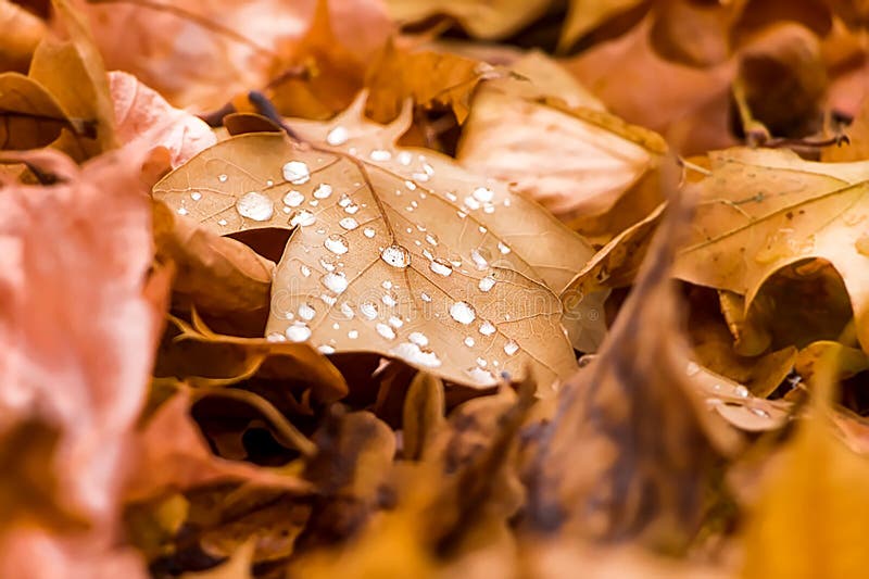 An Autumn Maple Leaf Lies Flat on the Grass Stock Image - Image of city ...