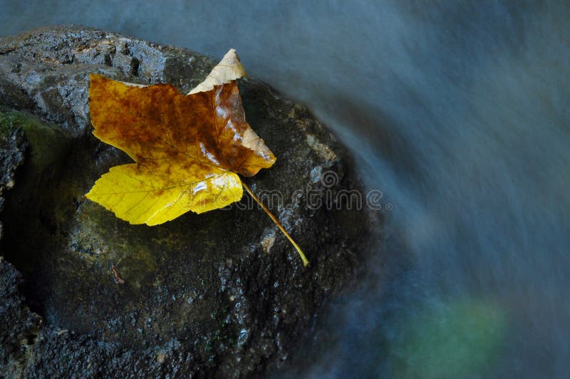 Autumn Maple Leaf Near a Water Stream Stock Image - Image of forest ...