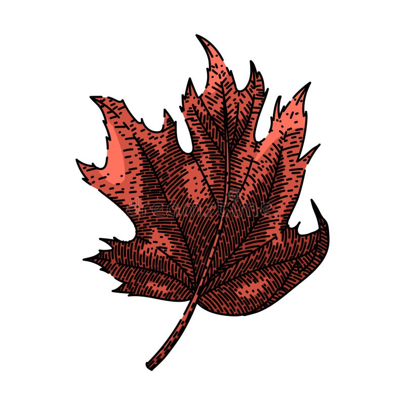 Autumn Maple Leaf Sketch Hand Drawn Vector Stock Illustration ...