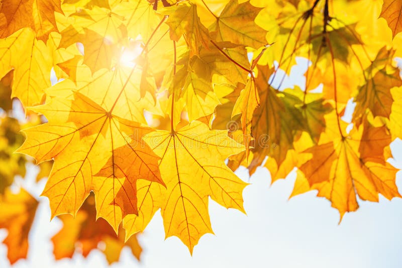 Autumn Maple Leaf and Sun Rays Stock Photo - Image of landscape, beauty ...