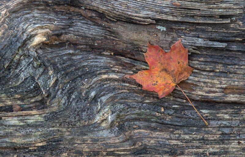 Autumn Maple Leaf on Swirled Bark Log Stock Image - Image of autumnal ...