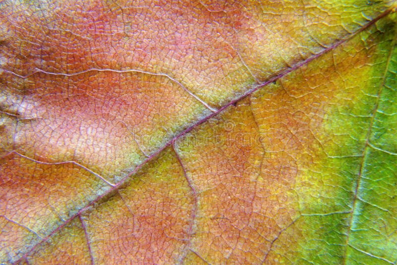 Autumn Maple Leaf Texture Micro. Stock Image - Image of harmony ...