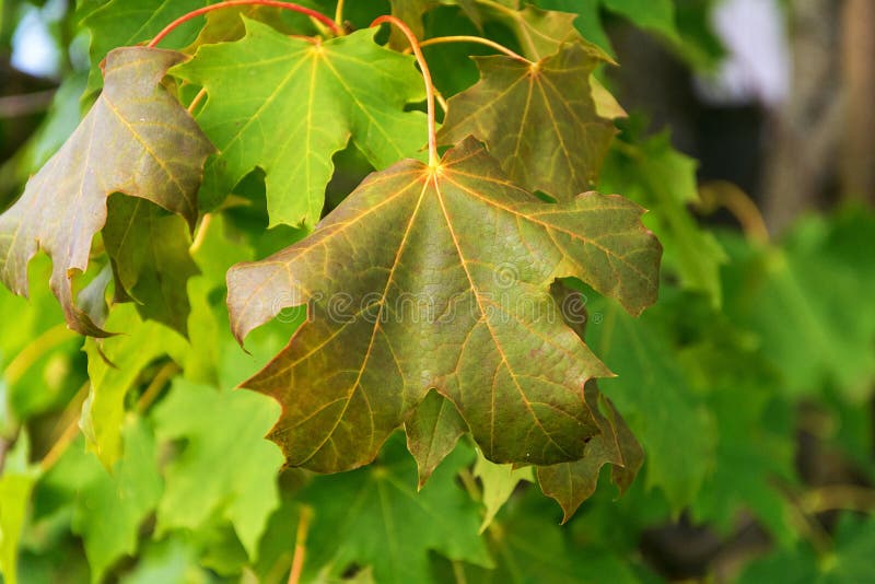 Autumn Maple Leaf on a Tree Stock Photo - Image of maple, season: 134946680