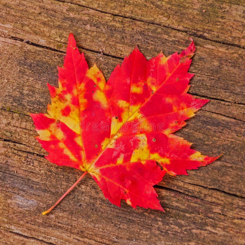 Autumn Maple Leaf on Wood Background Stock Image - Image of trees, leaf ...
