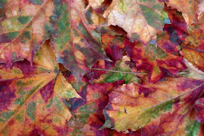 Autumn Maple-leafs Background Stock Image - Image of maple, close: 76579293