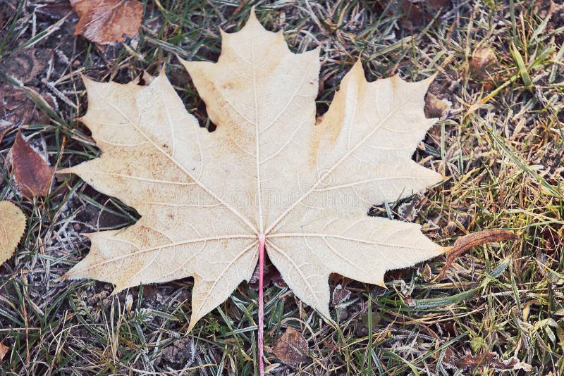 Autumn Maple Leafs on Spruce. Beautiful Autumn Stock Photo - Image of ...