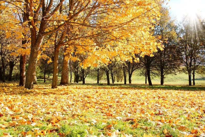 Autumn Maple Leafs on Spruce. Beautiful Autumn Stock Photo - Image of ...