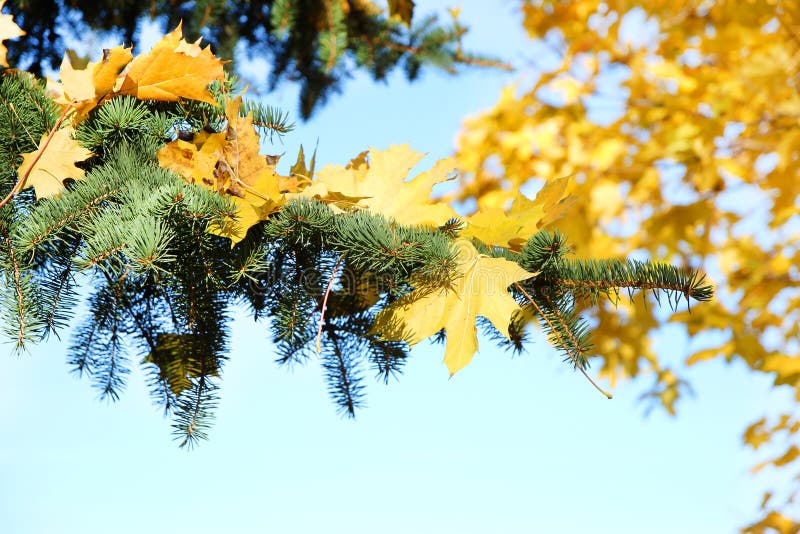 Autumn Maple Leafs on Spruce. Beautiful Autumn Stock Photo - Image of ...