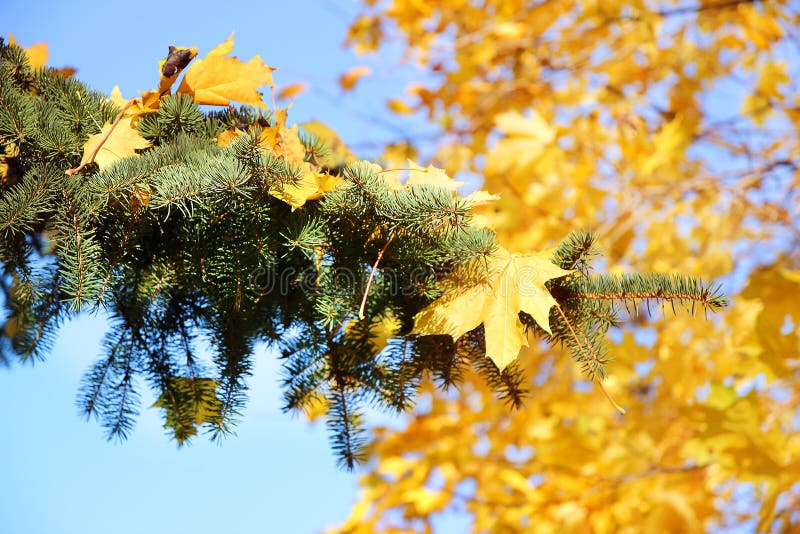 Autumn Maple Leafs on Spruce. Beautiful Autumn Stock Image - Image of ...
