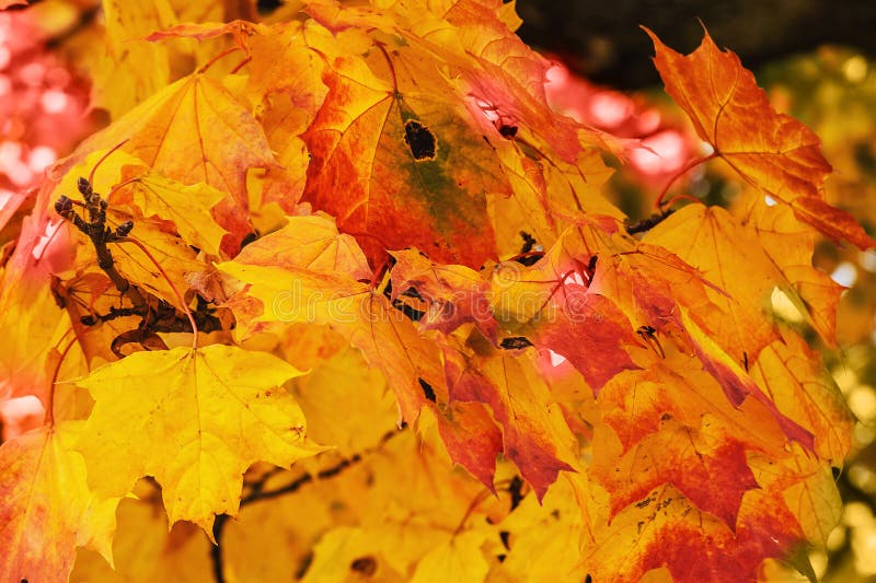 Autumn Maple Leafs on the Maple Tree Stock Photo - Image of branch ...