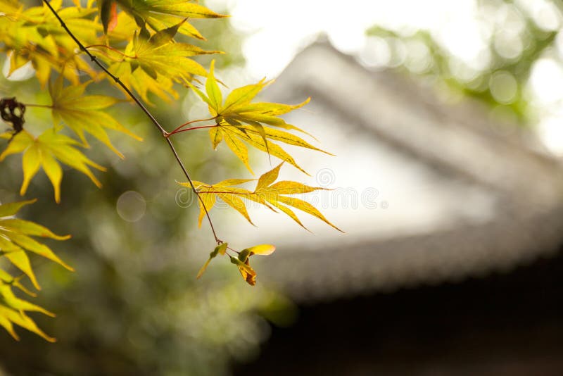Autumn Leave in Chinese Temple Stock Photo - Image of architecture ...