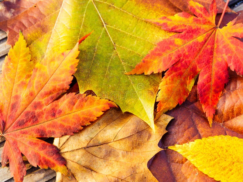 Autumn maple leave stock photo. Image of vibrant, colorful - 35352268