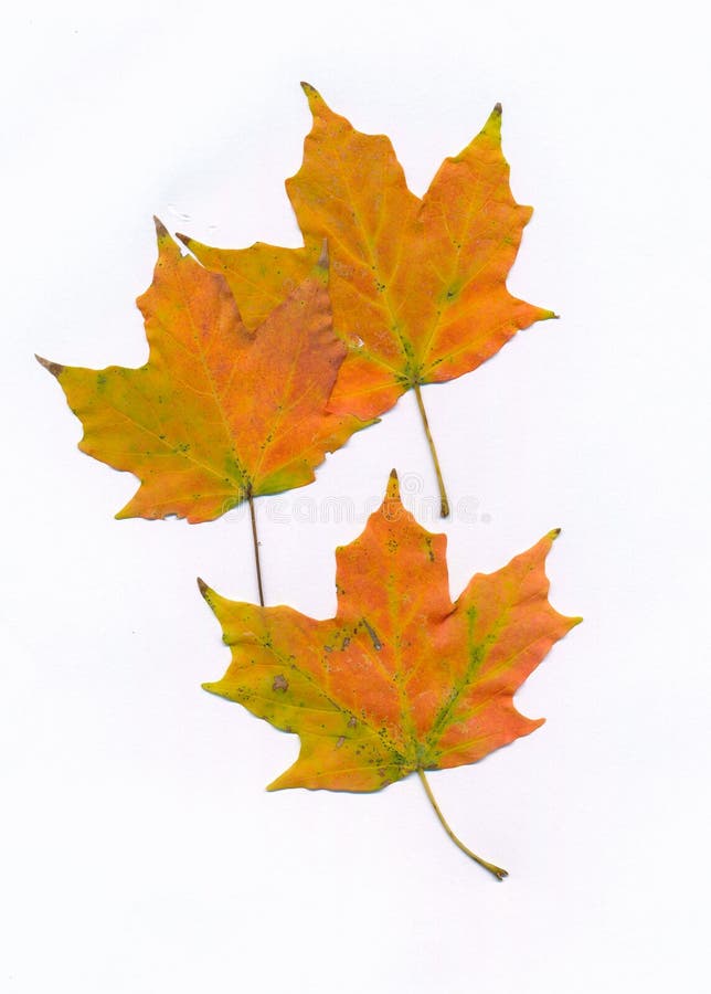 Three maple leaves stock photo. Image of golden, botany - 21253246