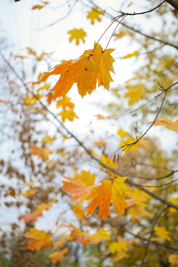 Autumn maple leaves stock image. Image of growth, bright - 7057697
