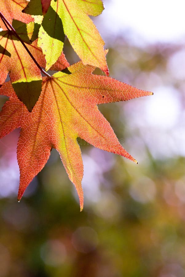 Autumn maple leaves stock photo. Image of leaves, light - 7126712