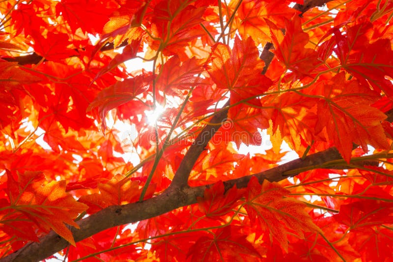 Autumn Maple Leaves Background Stock Photo - Image of detail, tree ...