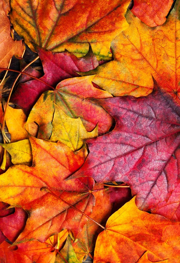 Autumn Maple Leaves Background. Beautiful Colourful Maple Leav Stock ...