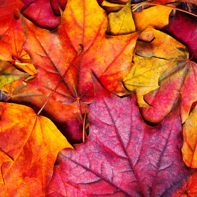 Autumn Maple Leaves Background. Beautiful Colourful Maple Leav Stock ...