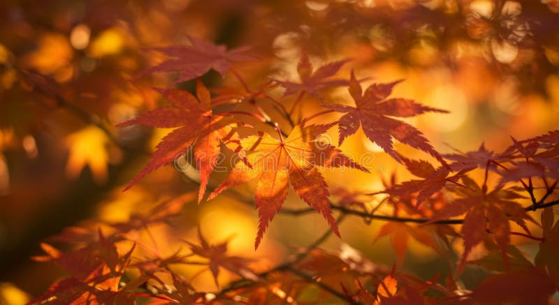 Autumn Maple Leaves Backlit by Warm Sunlight Stock Illustration ...