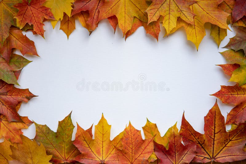 Autumn Maple Leaves Border stock photo. Image of colorful - 199584452