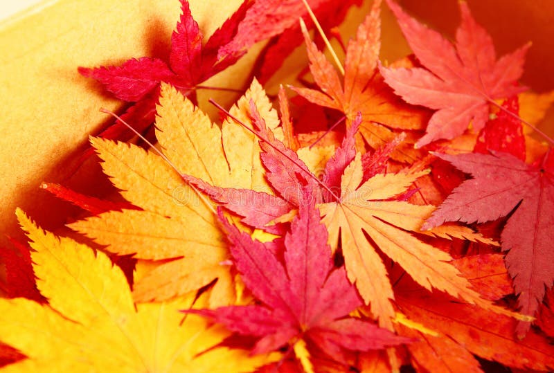 Autumn maple leaves in box stock photo. Image of leaf - 35219286