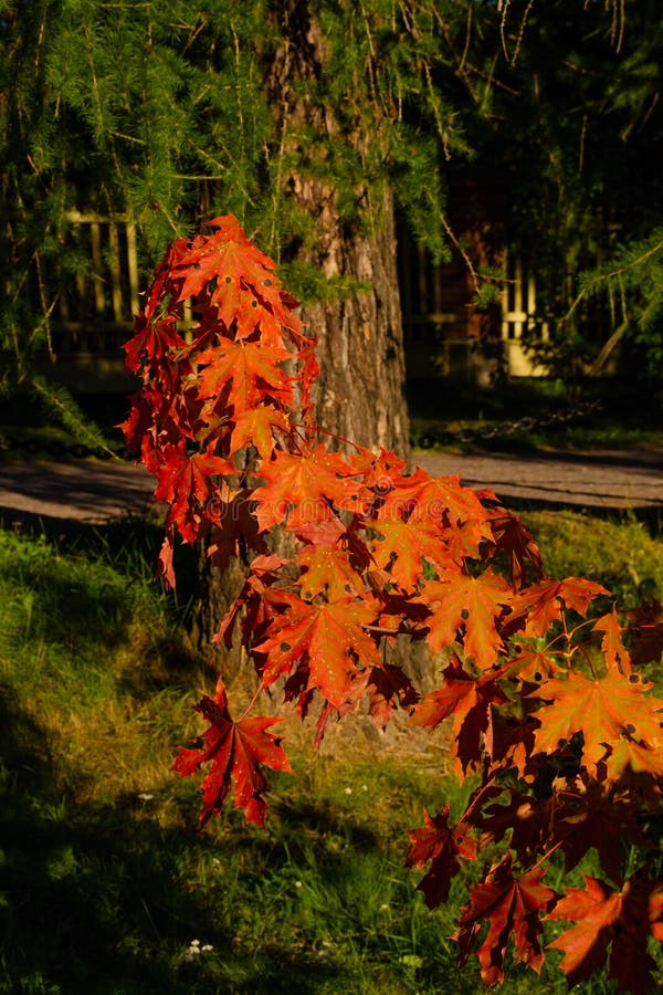 Autumn Maple Leaves on a Branch in Park, Vertical Autumn Photo Stock ...