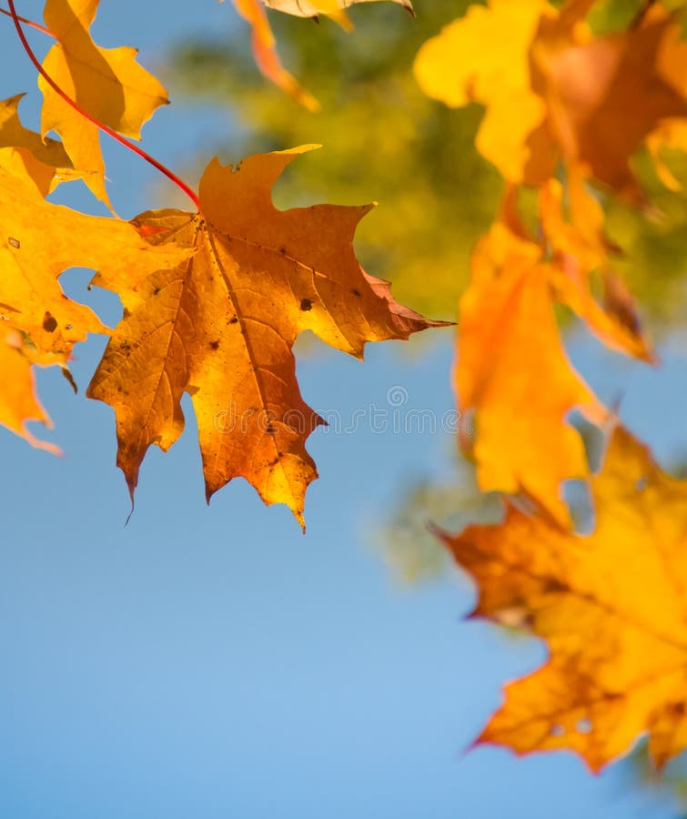 Autumn Maple Leaves and Clear Blue Sky Stock Photo - Image of space ...