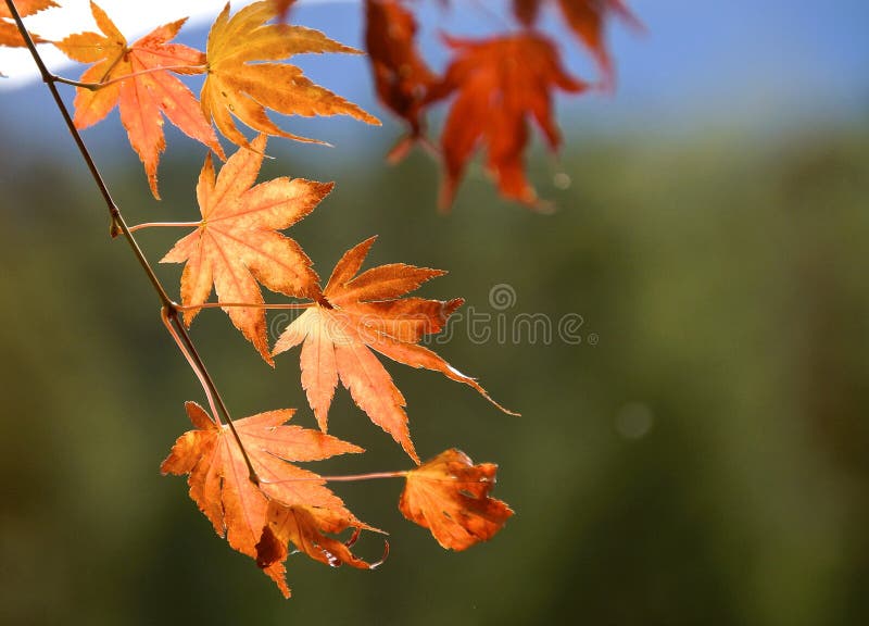 Autumn maple leaves stock photo. Image of morning, leaves - 44241684