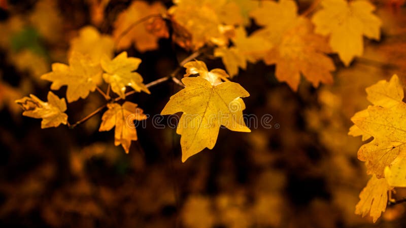 Autumn Maple Leaves on a Dark Background Stock Image - Image of leaf ...