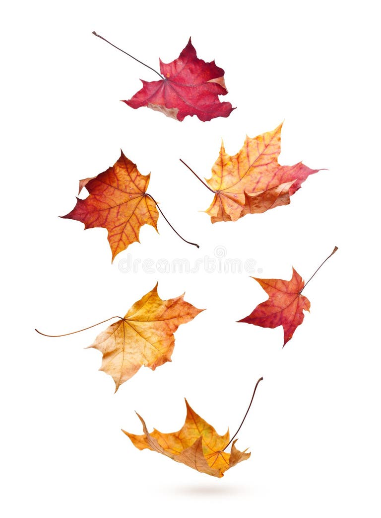 654 Colorful Autumn Leaves Falling Down Stock Photos - Free & Royalty ...