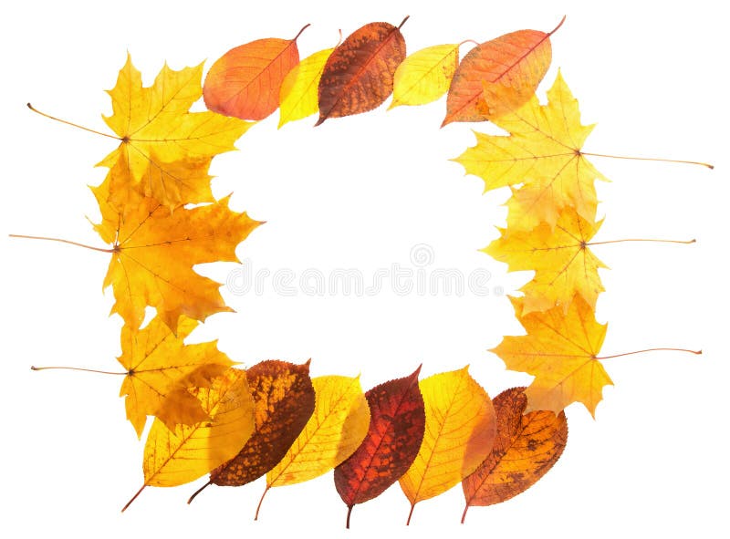 Yellow Maple Leaf Isolated on a White Stock Image - Image of november ...