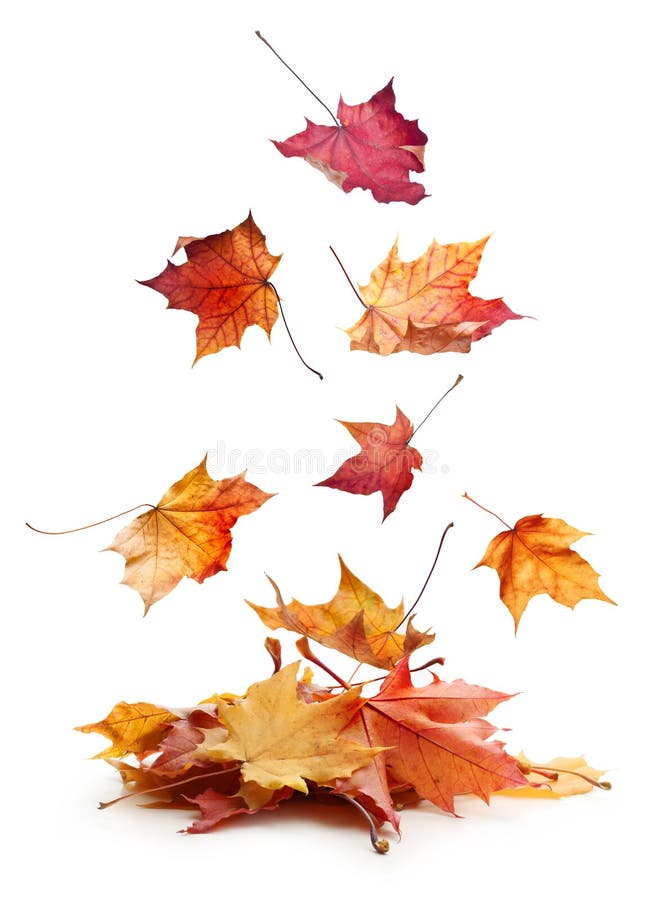 Autumn Maple Leaves Falling Down Stock Image - Image of variation ...