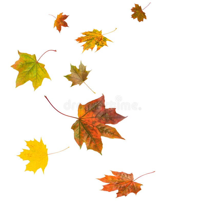 Autumn Maple Leaves Flying Faliing Isolated on White Stock Illustration ...