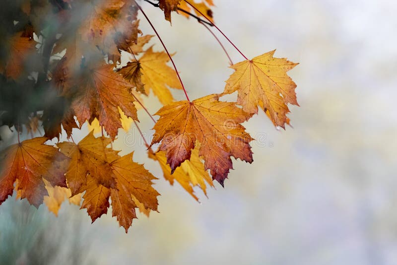 Autumn Maple Leaves in the Fog. Autumn Background Stock Photo - Image ...