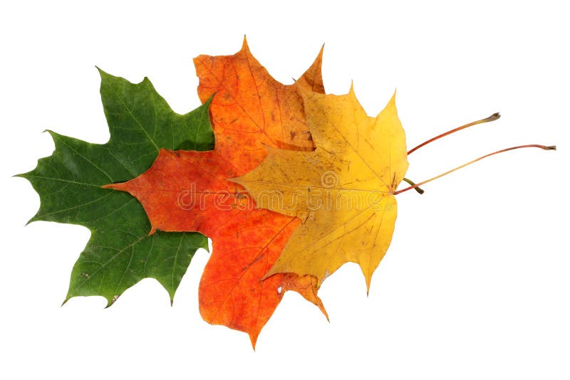 Autumn maple leaves four stock photo. Image of leaf, maple - 94074830