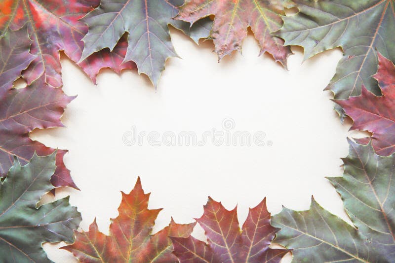 Autumn Maple Leaves Frame. Fall Concept Stock Photo - Image of flat ...