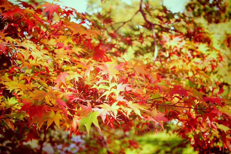Autumn Maple Leaves in Garden with Retro Filter Stock Photo - Image of ...